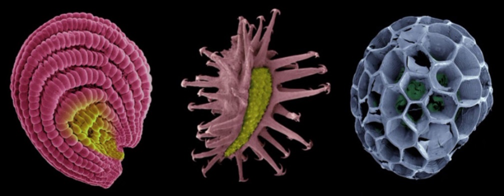 This is What Plant Seeds Look Like Super Magnified - Joyenergizer