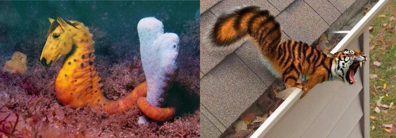 23 Crazy and Bizarre Animal Mash-Ups